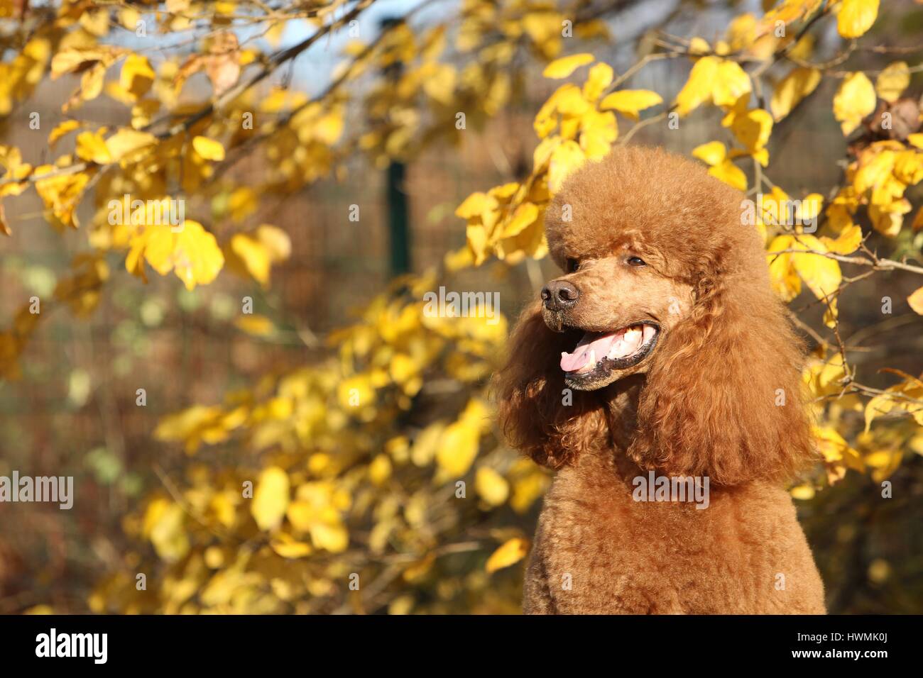Riesiger Pudel Der Aprikose Stockfotos und -bilder Kaufen - Alamy