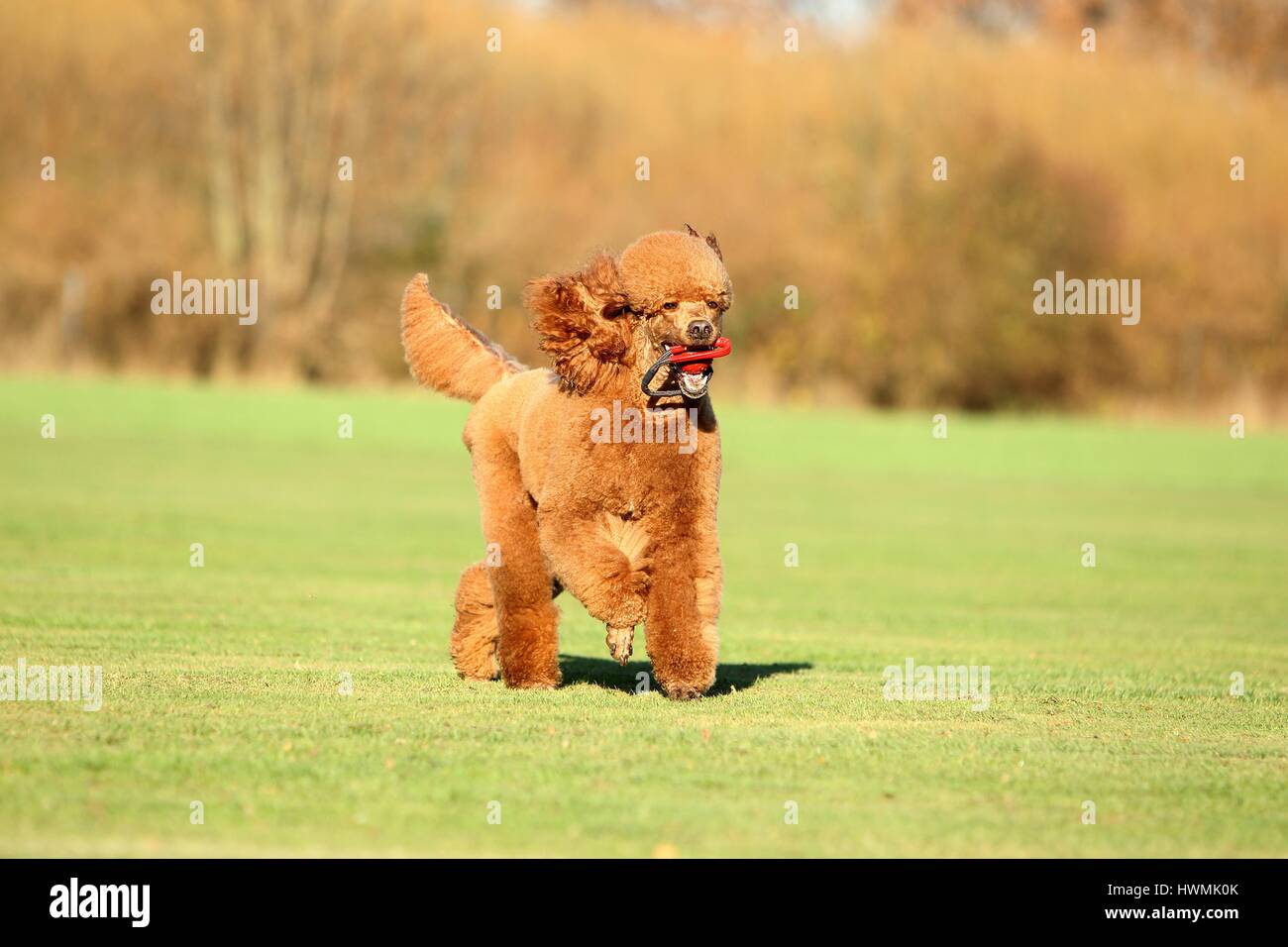 Riesiger Pudel Der Aprikose Stockfotos und -bilder Kaufen - Alamy