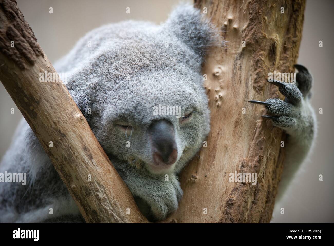 Koala bears sleeping -Fotos und -Bildmaterial in hoher Auflösung – Alamy