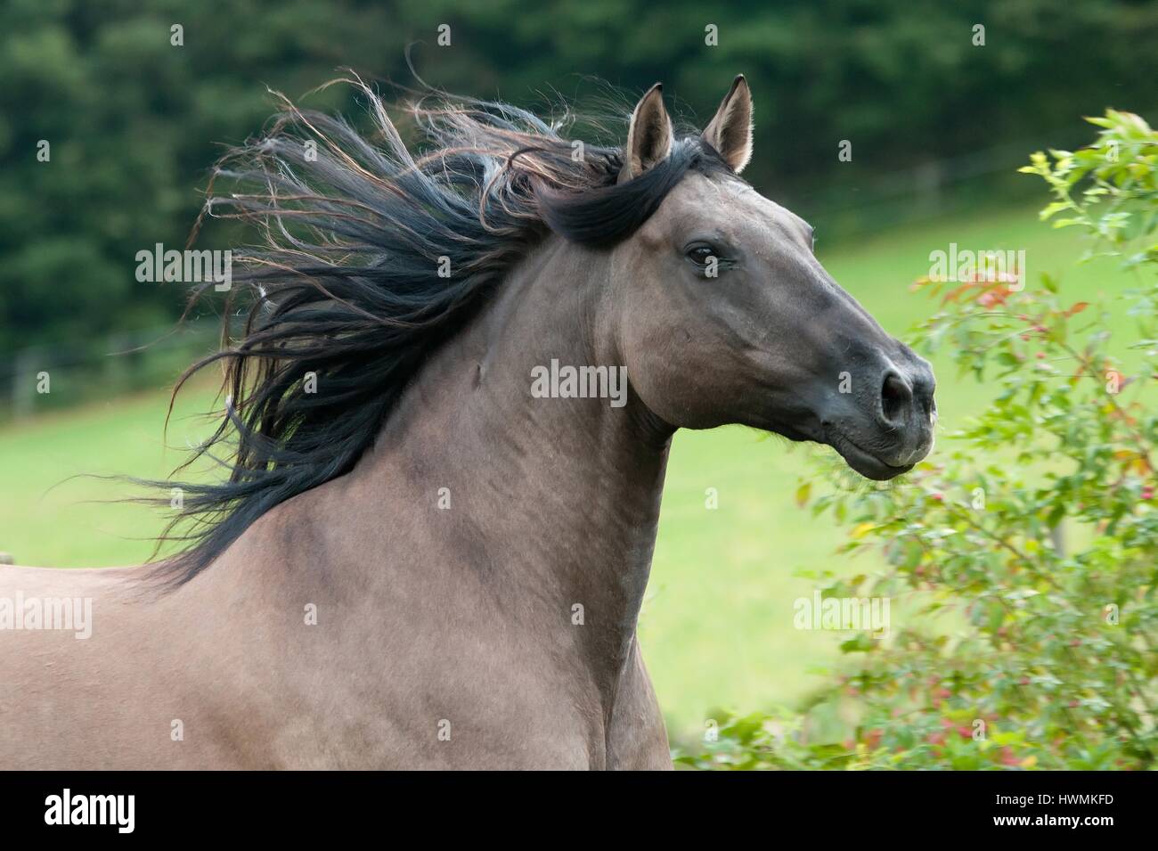 Criollo horses -Fotos und -Bildmaterial in hoher Auflösung – Alamy