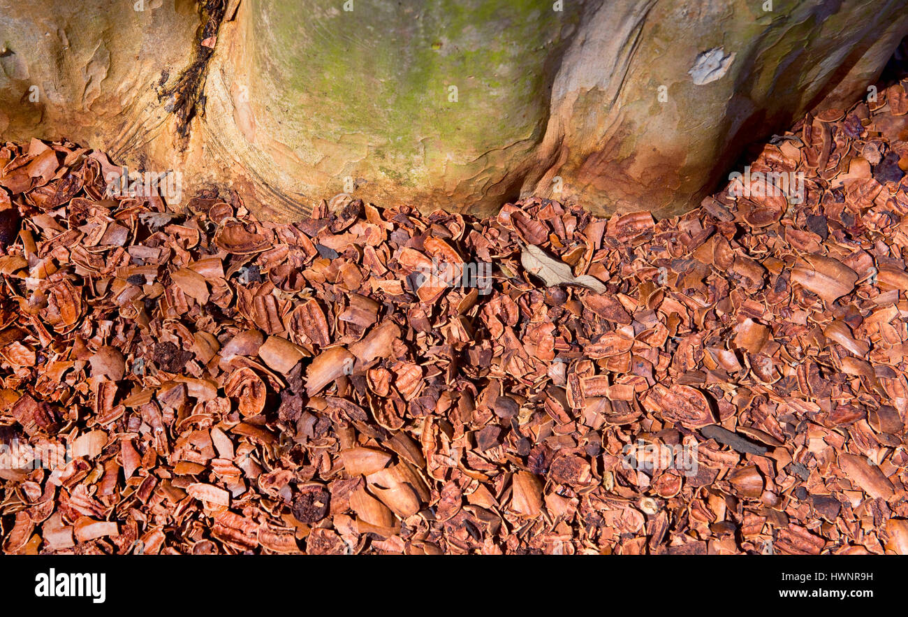 Shell mulch -Fotos und -Bildmaterial in hoher Auflösung – Alamy