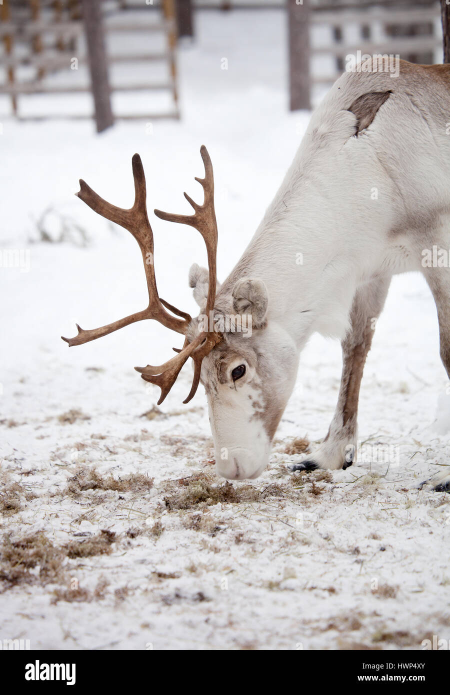 Rentier essen -Fotos und -Bildmaterial in hoher Auflösung – Alamy