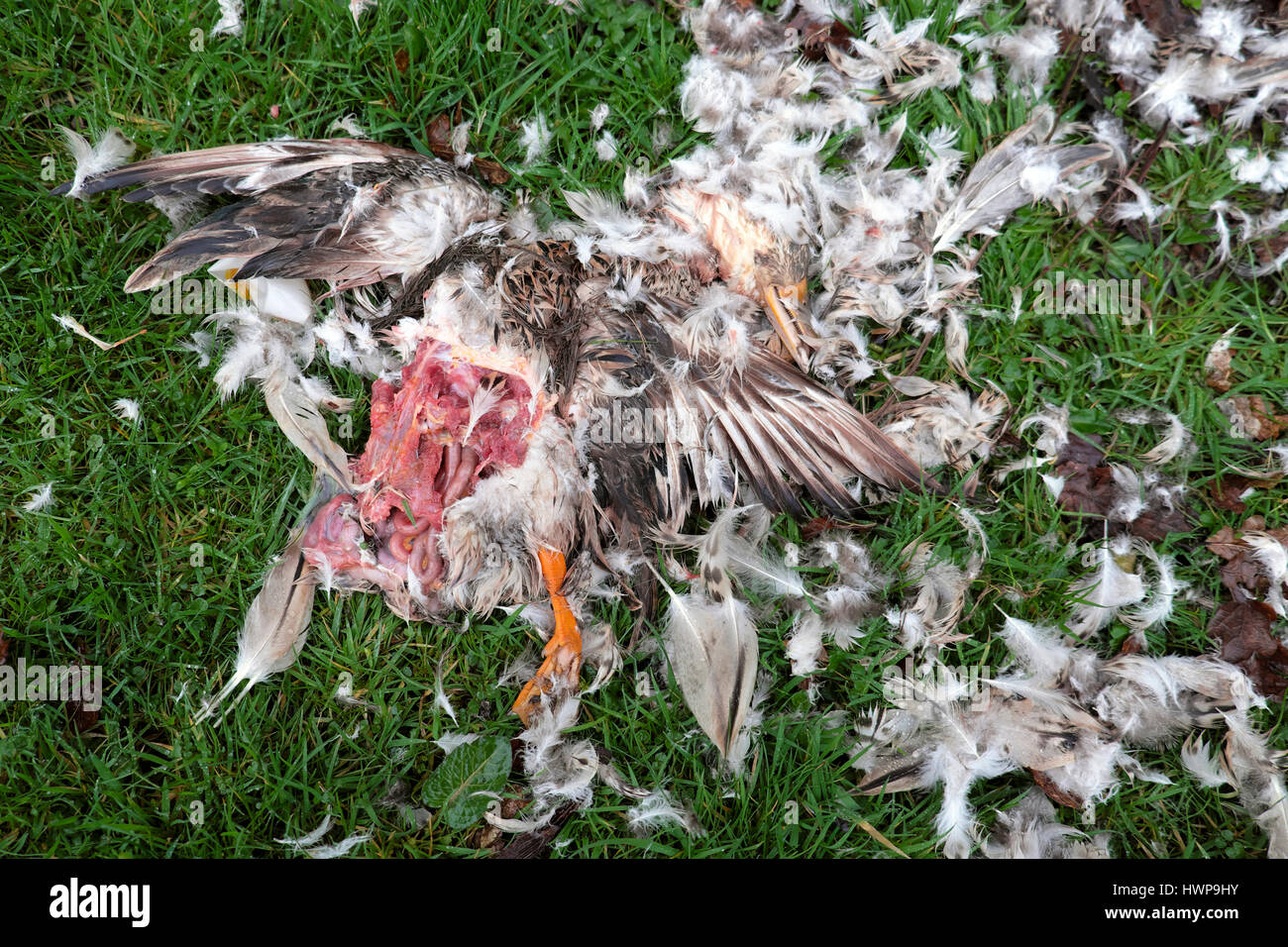 Totes Fleisch Stockfotos und -bilder Kaufen - Alamy