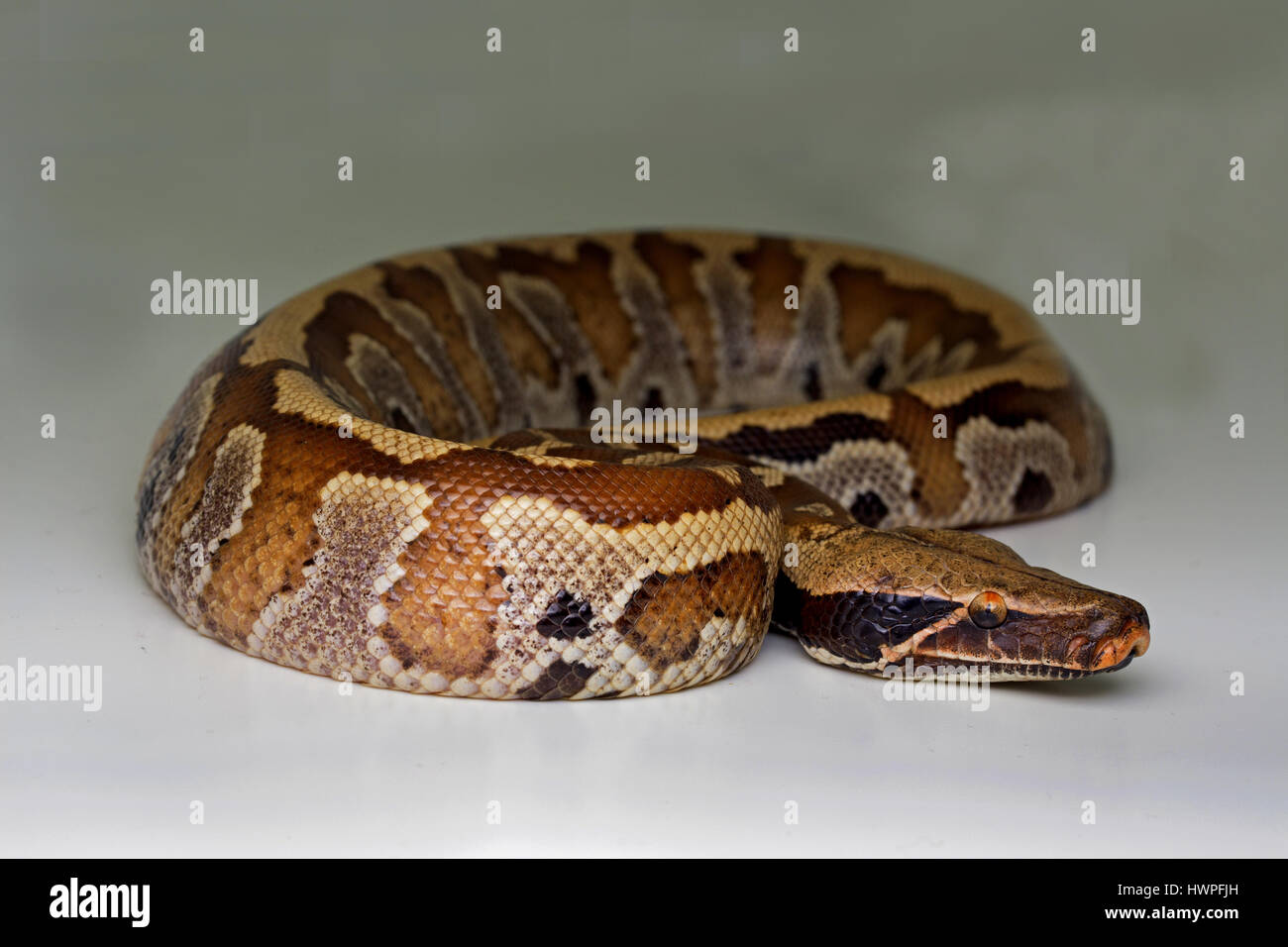 Borneo short tailed python -Fotos und -Bildmaterial in hoher Auflösung ...