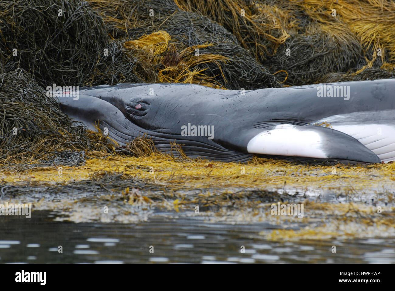 Zwergwal, enge verstorbenen auf einem Algen-Riff Stockfotografie - Alamy