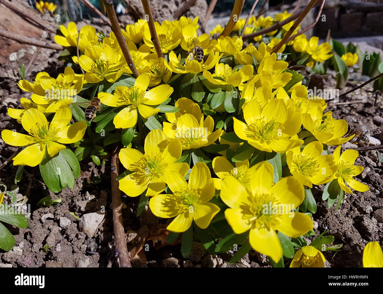 Gelber winterling -Fotos und -Bildmaterial in hoher Auflösung – Alamy