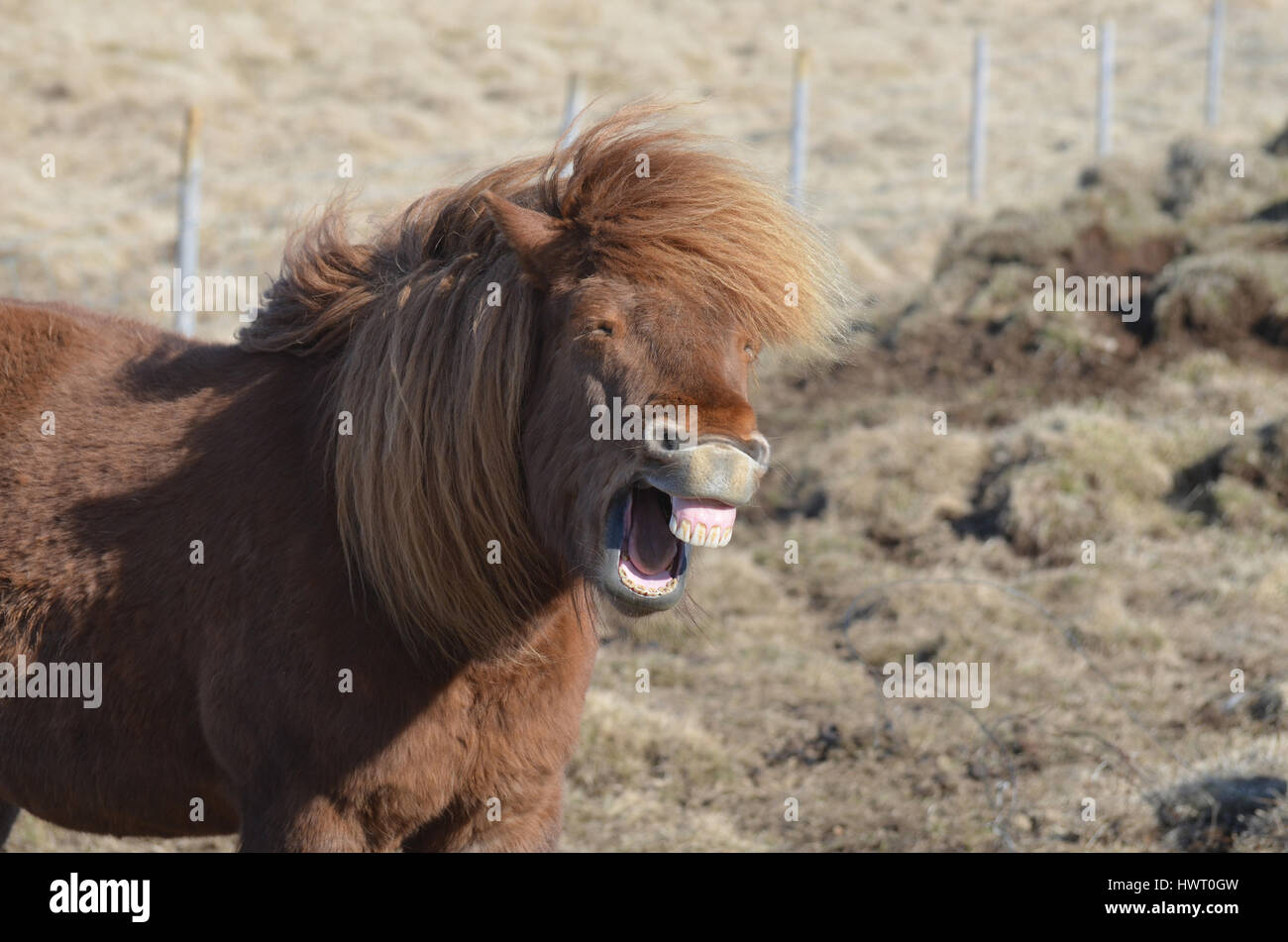 Sehr lustige Pferd Lachen in einem Feld Stockfotografie - Alamy