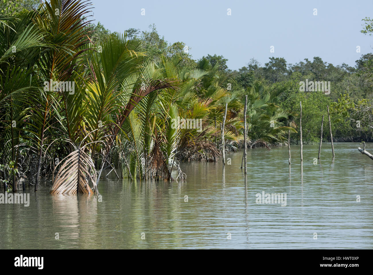 Bangladesch, die Sundarbans Sundarban-Nationalpark im Bereich Harbaria ...