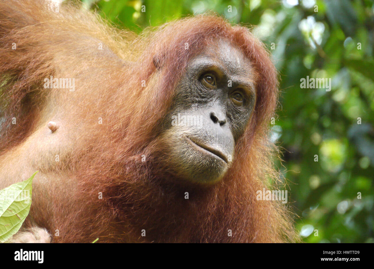 Orang utan -Fotos und -Bildmaterial in hoher Auflösung – Alamy