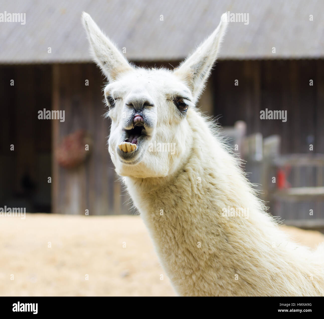 Lustiges lama -Fotos und -Bildmaterial in hoher Auflösung – Alamy