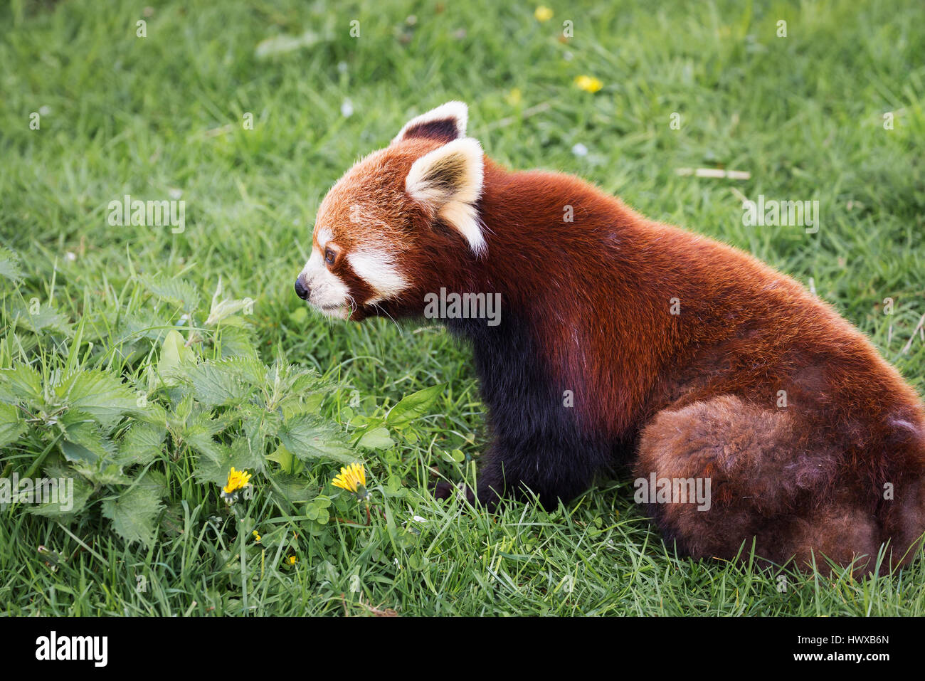 Red panda eating leaves -Fotos und -Bildmaterial in hoher Auflösung – Alamy
