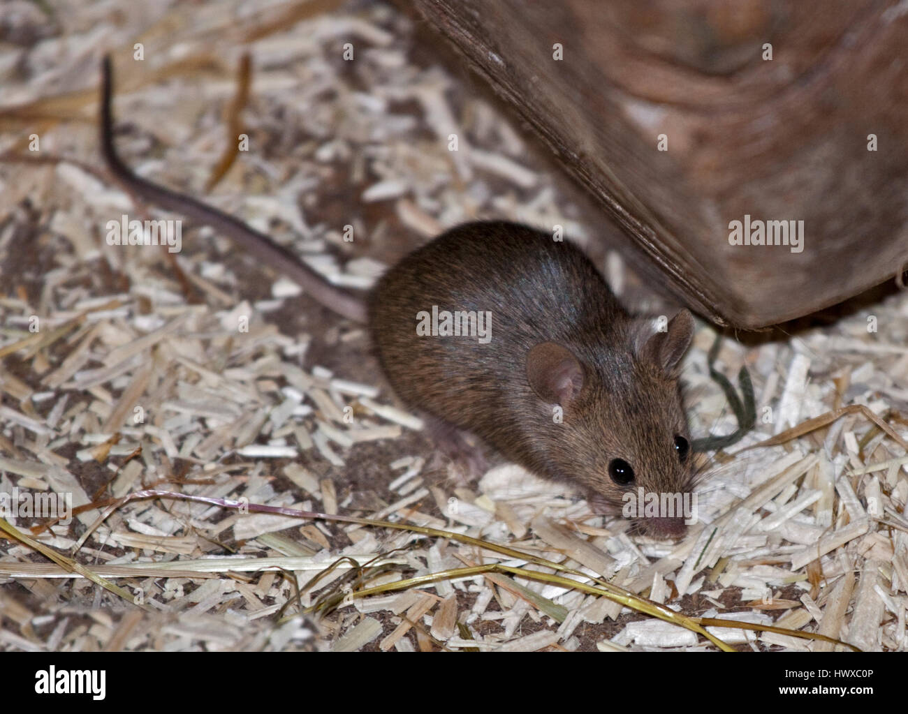 Haus maus mus musculus -Fotos und -Bildmaterial in hoher Auflösung – Alamy