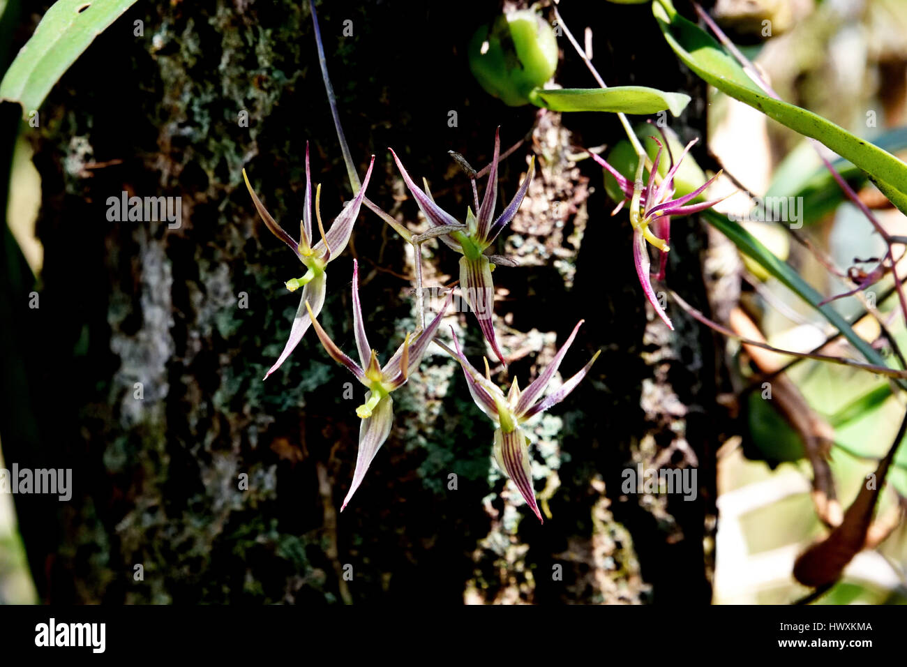 Bulbophyllum angustipetalum -Fotos und -Bildmaterial in hoher Auflösung ...
