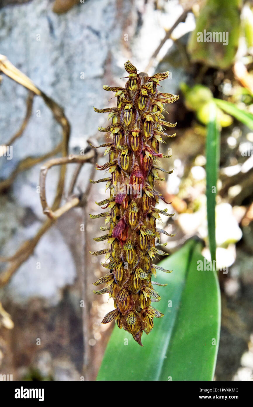 Orchidee auf dem baum im wald -Fotos und -Bildmaterial in hoher ...