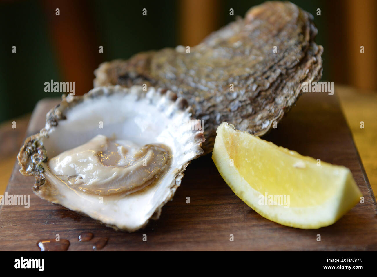 Austern Schalentiere Stockfotos und -bilder Kaufen - Alamy