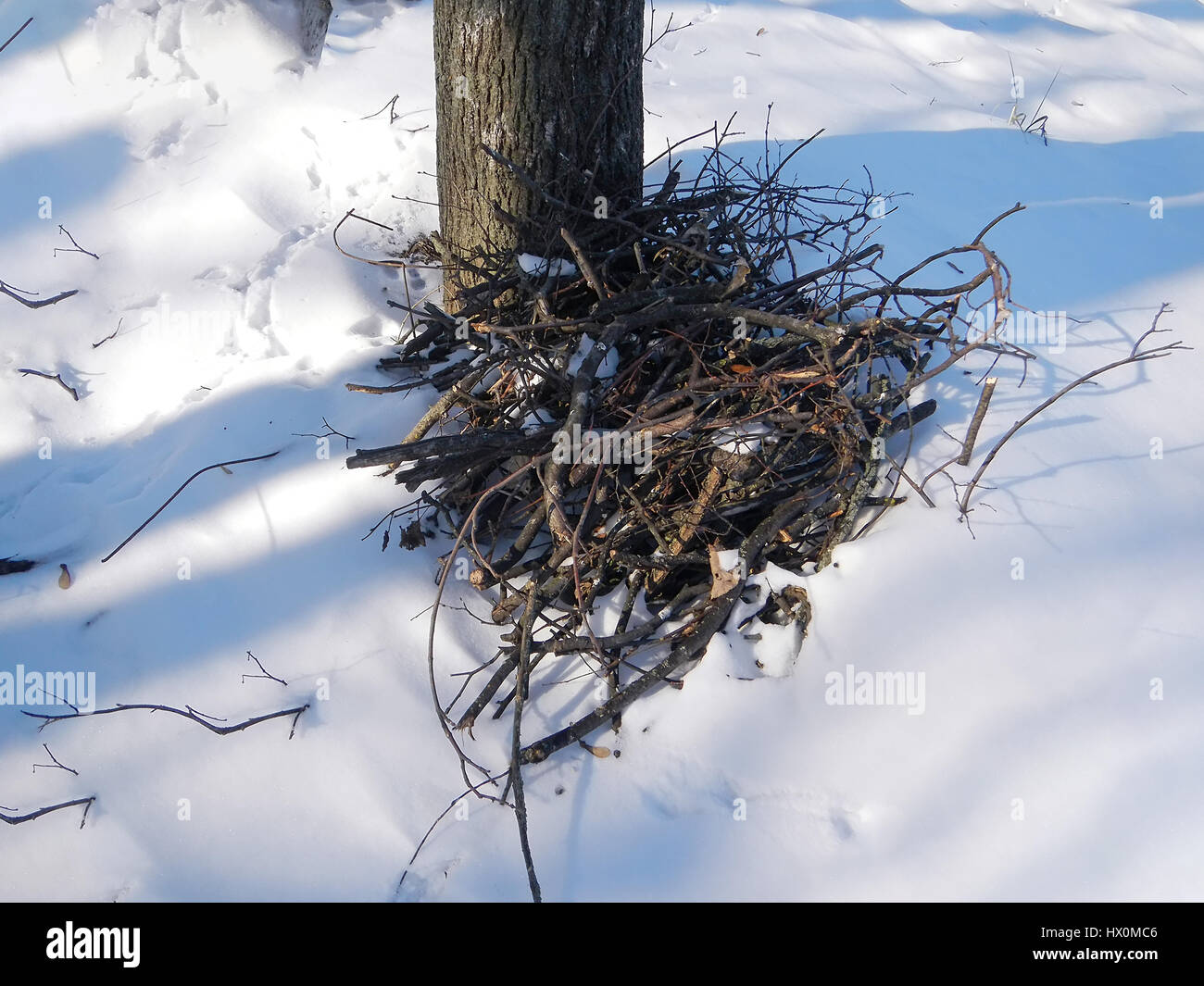 Wald und reisig -Fotos und -Bildmaterial in hoher Auflösung – Alamy
