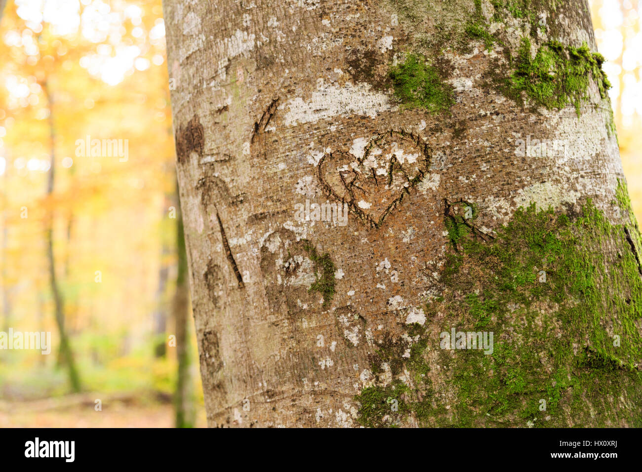 Rinde der buche -Fotos und -Bildmaterial in hoher Auflösung – Alamy