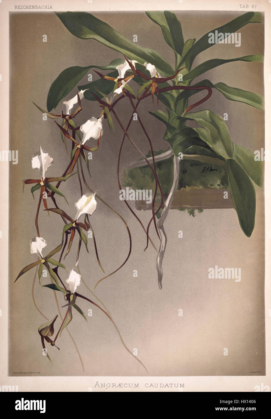 Diese botanische Illustration von Frederick Sander zeigt die ...