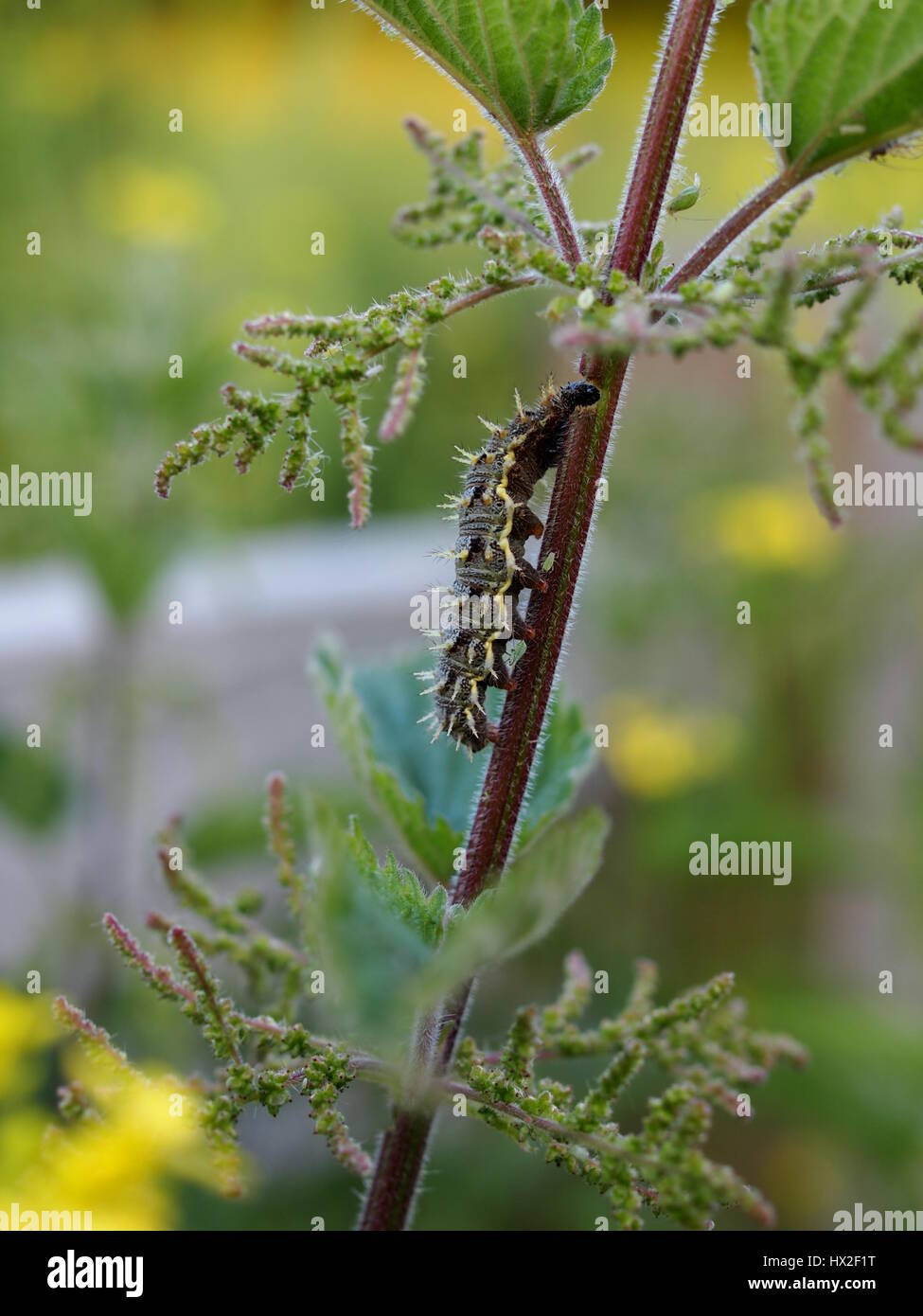 Raupe am stiel mit pflanze blume -Fotos und -Bildmaterial in hoher ...