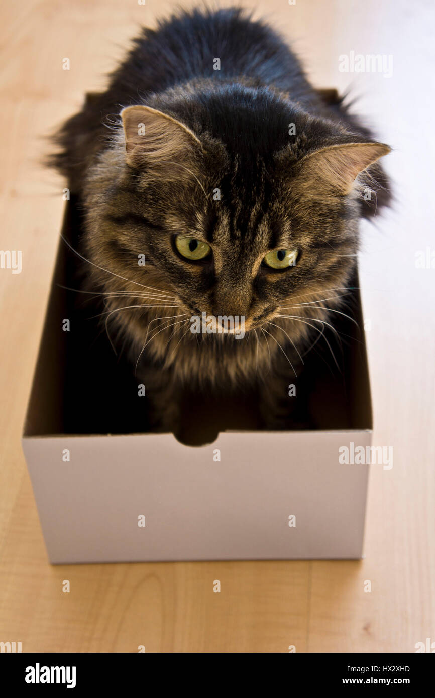 Cat in a box -Fotos und -Bildmaterial in hoher Auflösung – Alamy
