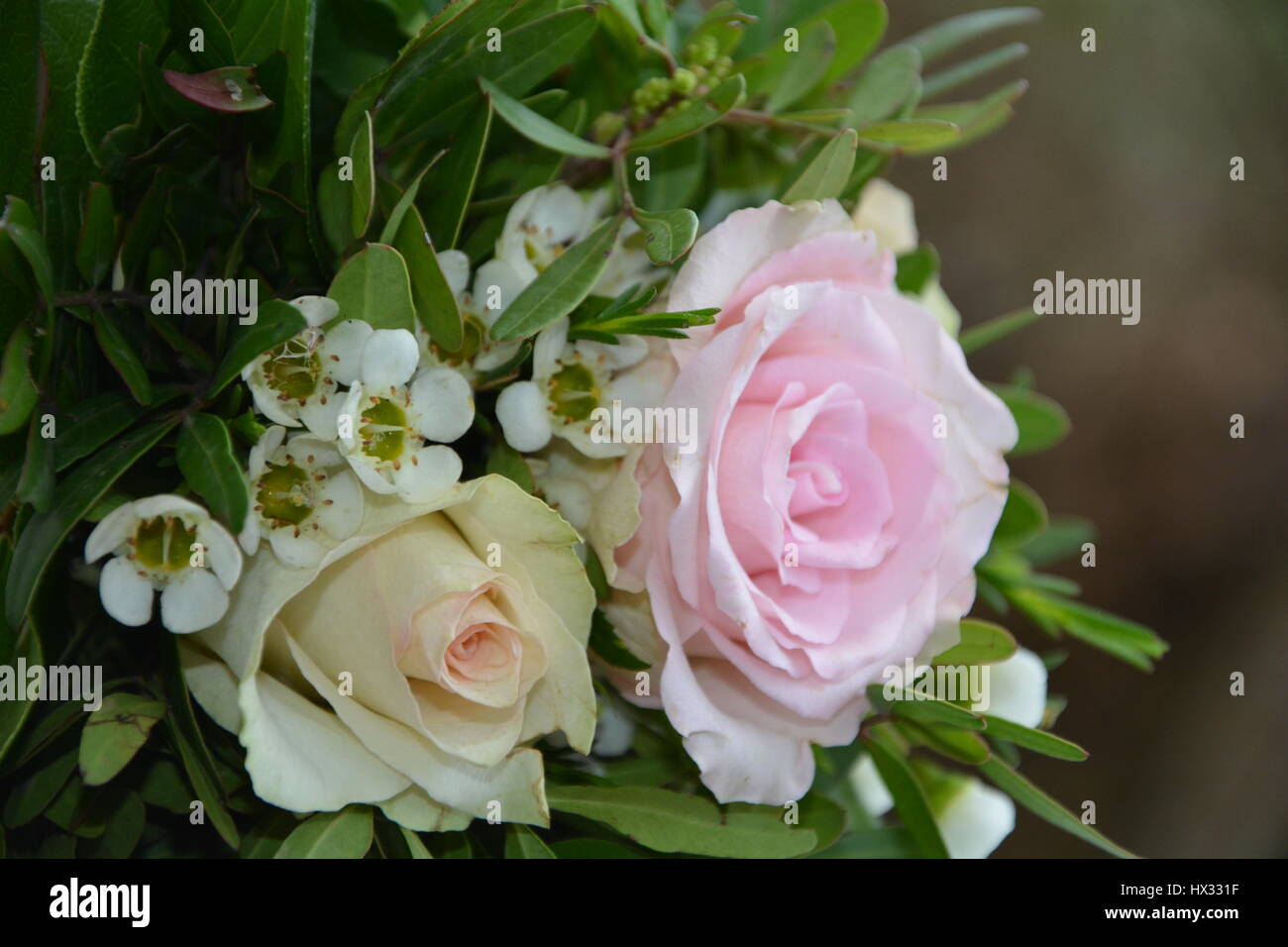 Nahaufnahme rosen detail -Fotos und -Bildmaterial in hoher Auflösung – Alamy