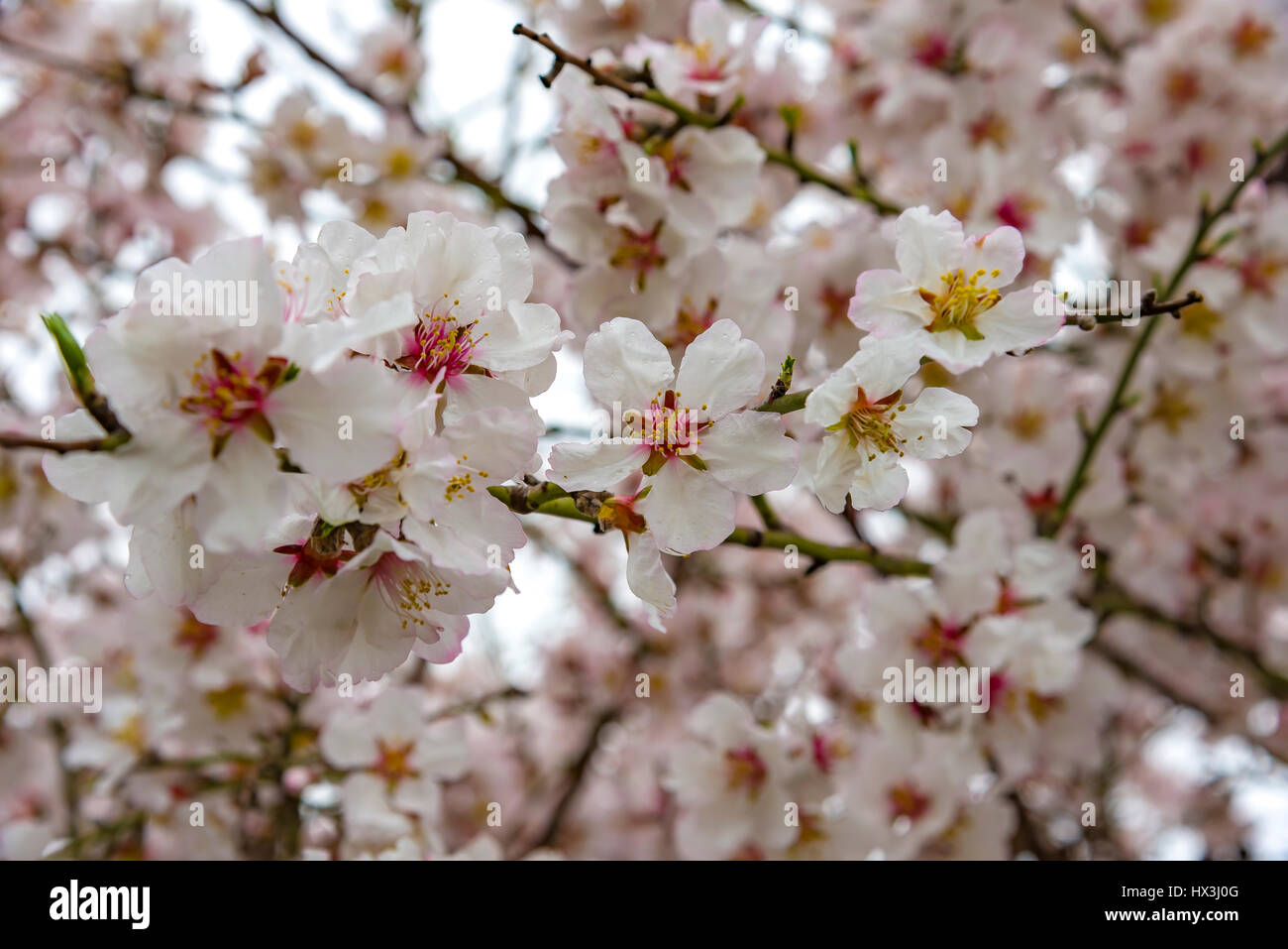 Ansicht der Mandelbaum blüht mit wunderschönen Blumen im Februar in der ...
