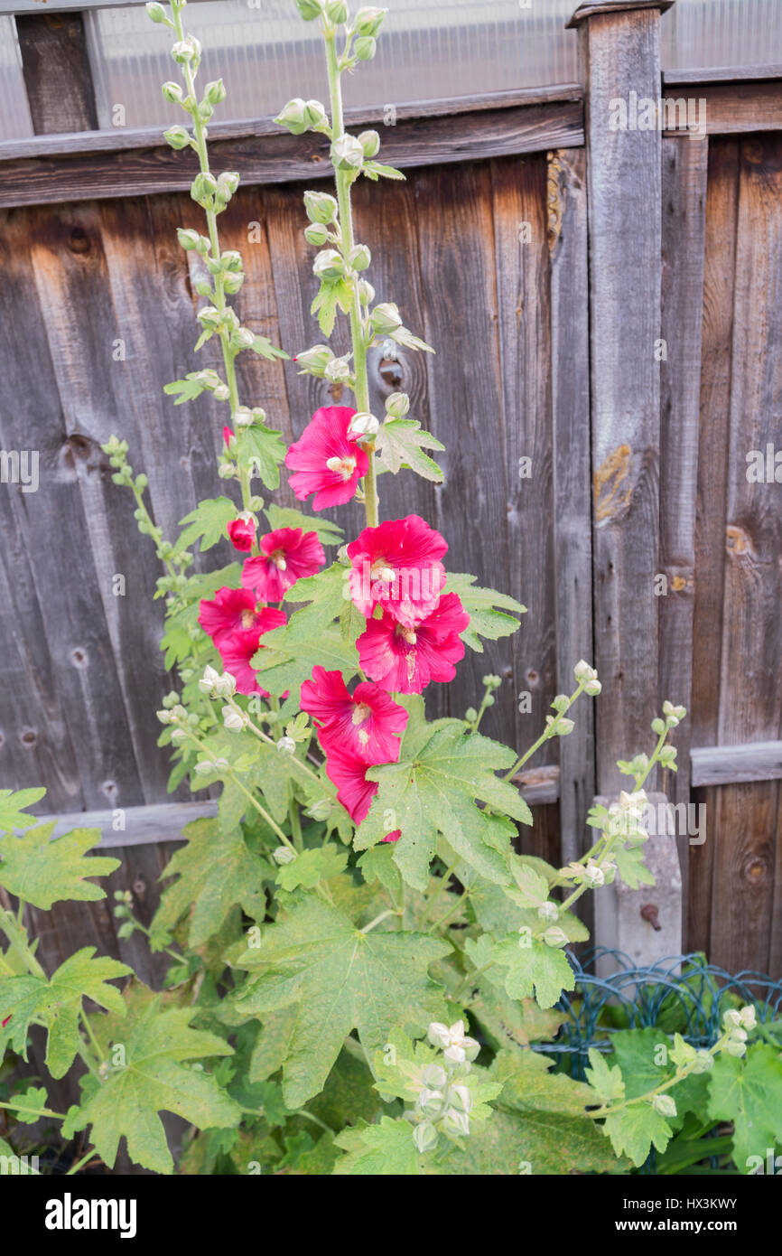 Gartenzaun mit stockrosen -Fotos und -Bildmaterial in hoher Auflösung ...