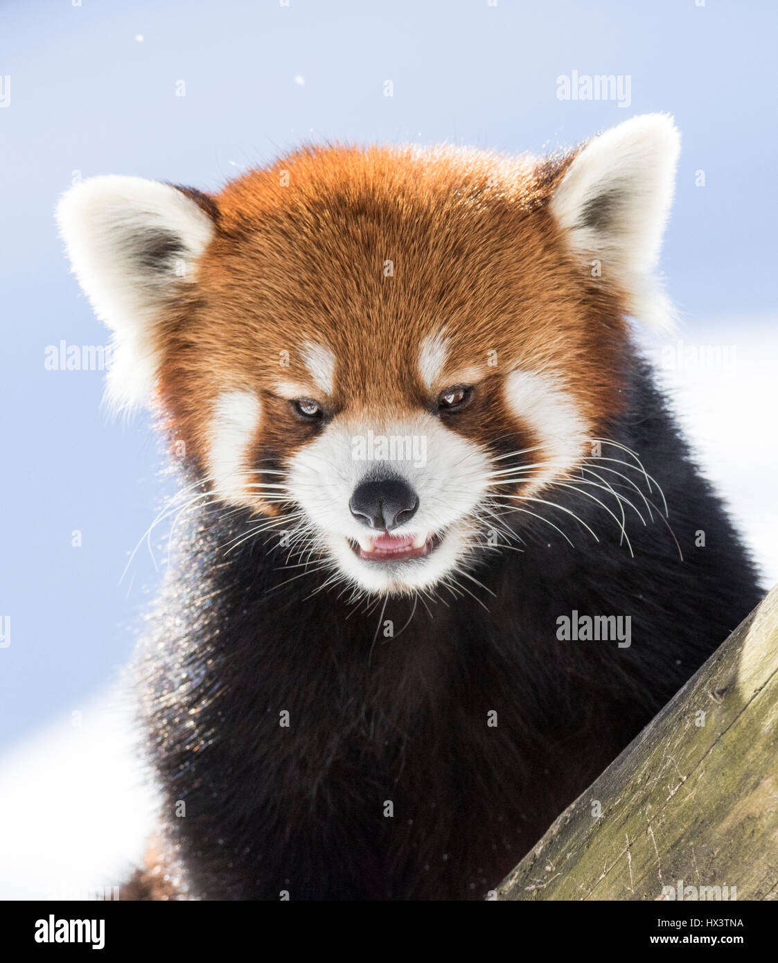 Roter panda im schnee -Fotos und -Bildmaterial in hoher Auflösung – Alamy
