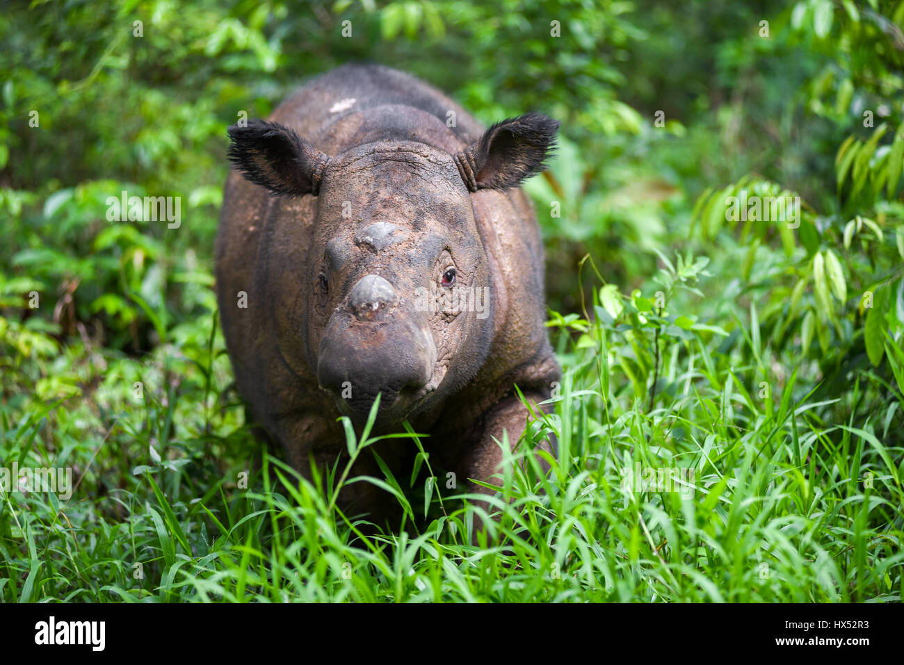 Sumatra nashorn heiligtum -Fotos und -Bildmaterial in hoher Auflösung – Alamy