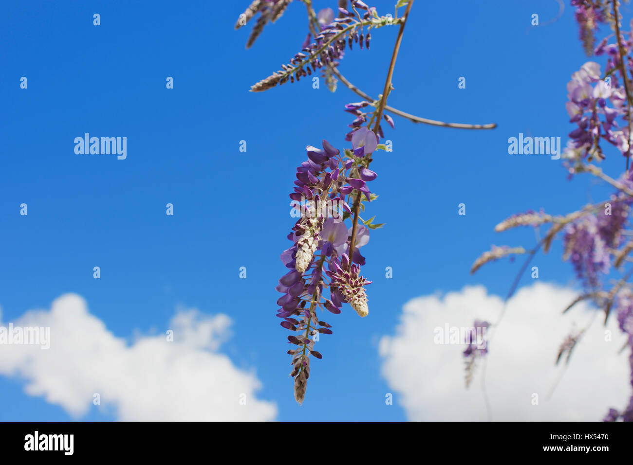 O sinensis -Fotos und -Bildmaterial in hoher Auflösung – Alamy