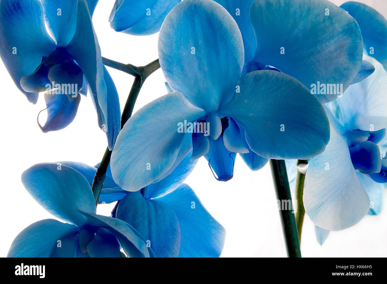 Schöne exotische blaue Phalaenopsis Orchideen Tropenblumen isoliert auf ...