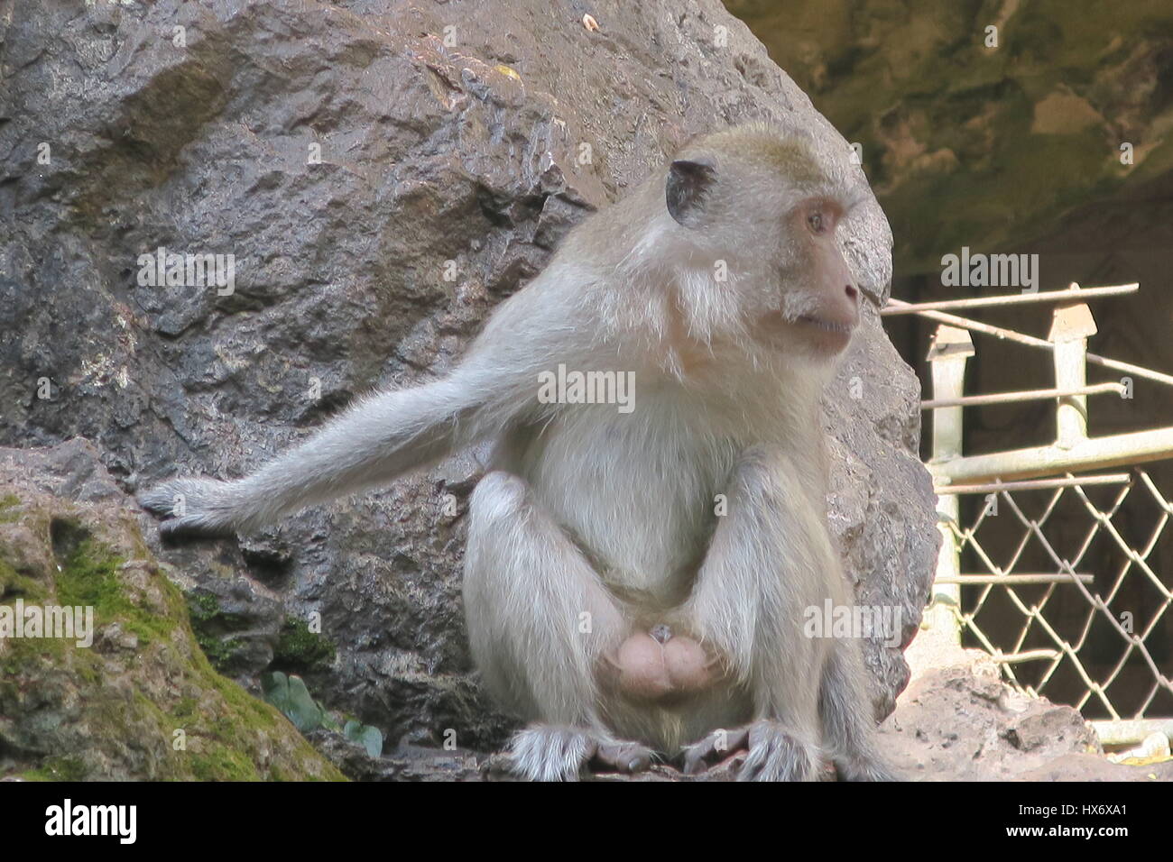 Ein männlicher Affe mit grossen Hoden sitzt auf einem Felsen im Tempel ...