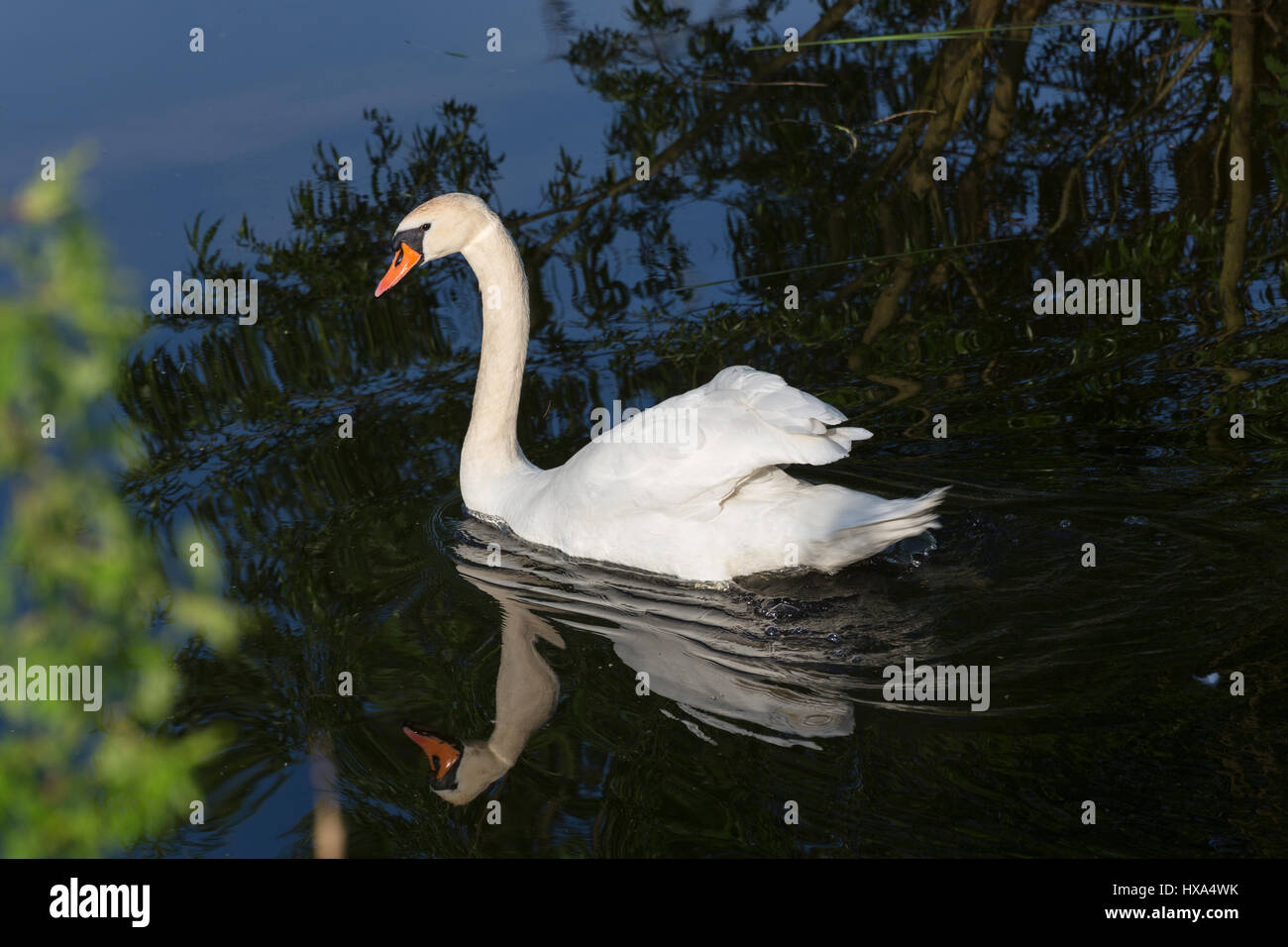 Elegante schwanenbilder -Fotos und -Bildmaterial in hoher Auflösung – Alamy