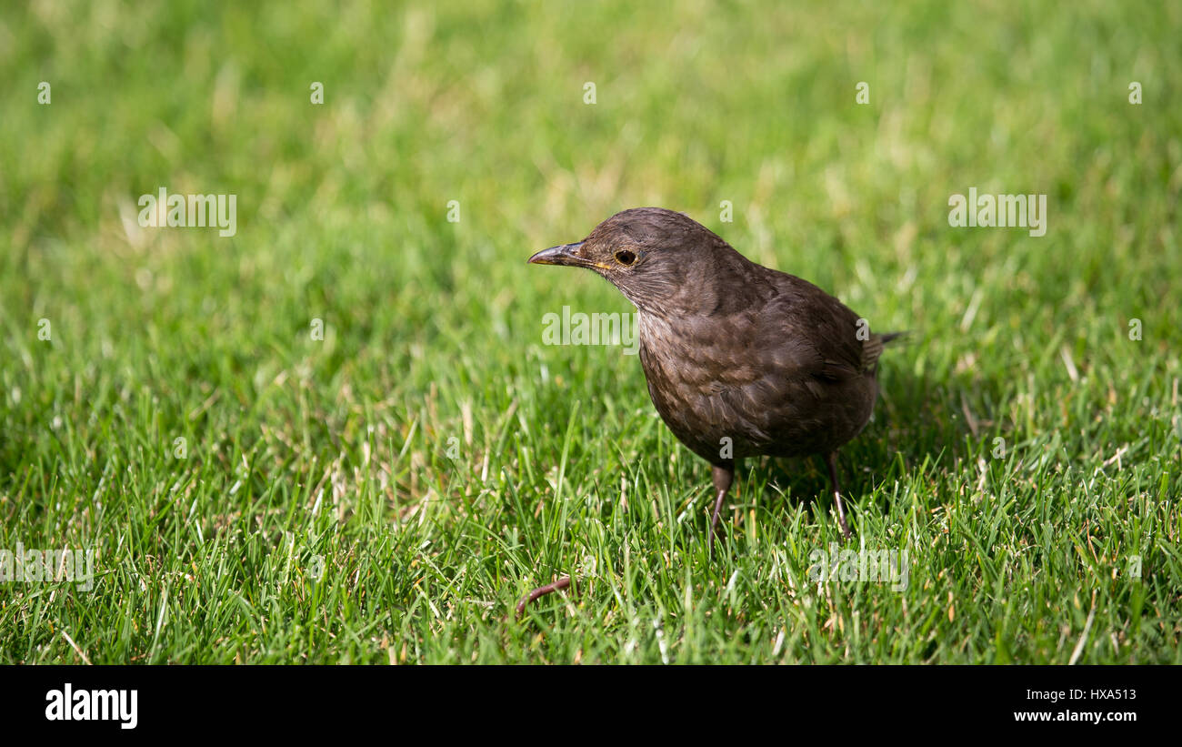 Weibliche amsel -Fotos und -Bildmaterial in hoher Auflösung – Alamy