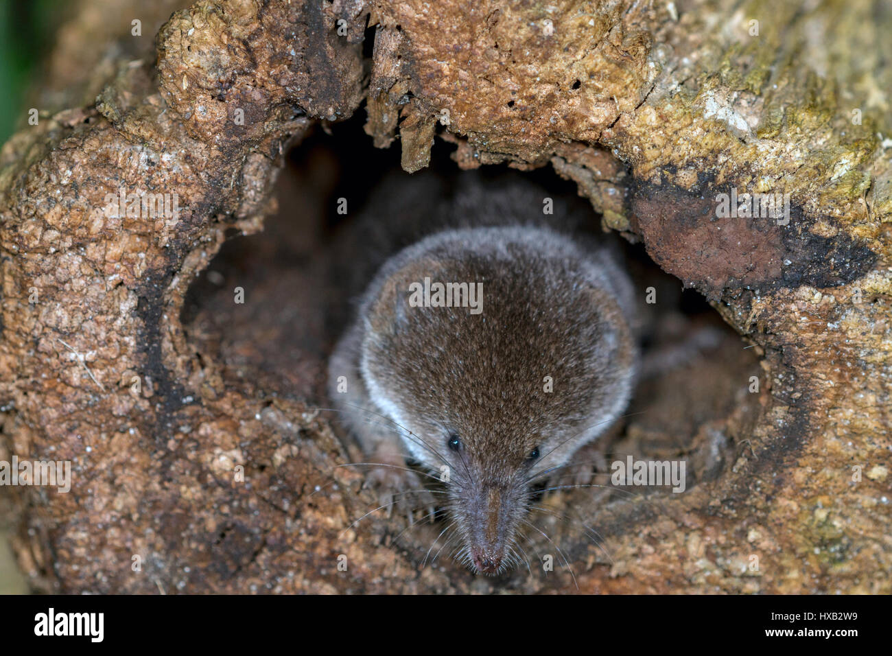 Gewöhnliche Spitzmaus Ist Ein Säugetier Stockfotos und -bilder Kaufen ...
