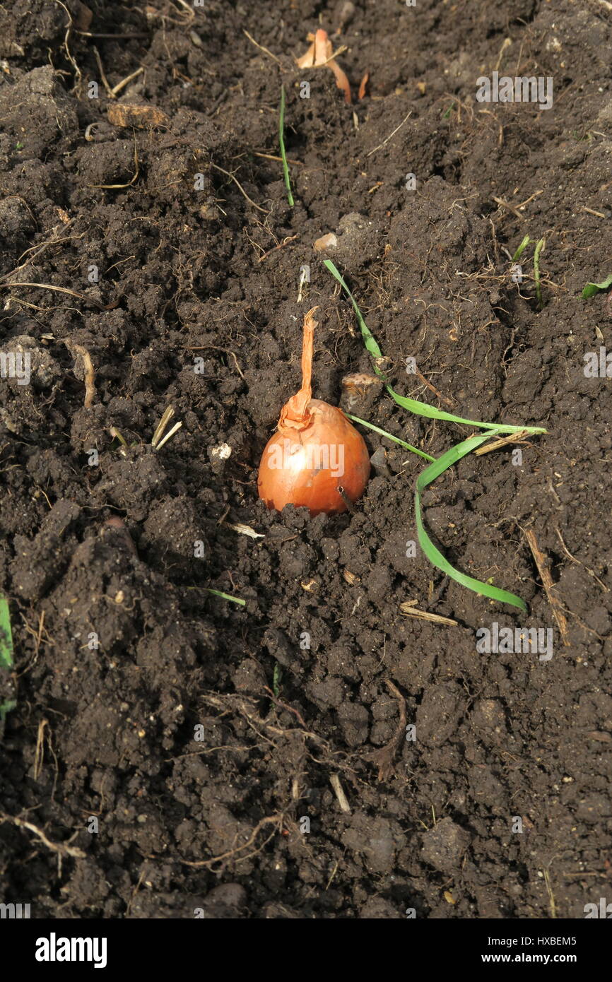 Reihe von schalotten -Fotos und -Bildmaterial in hoher Auflösung – Alamy