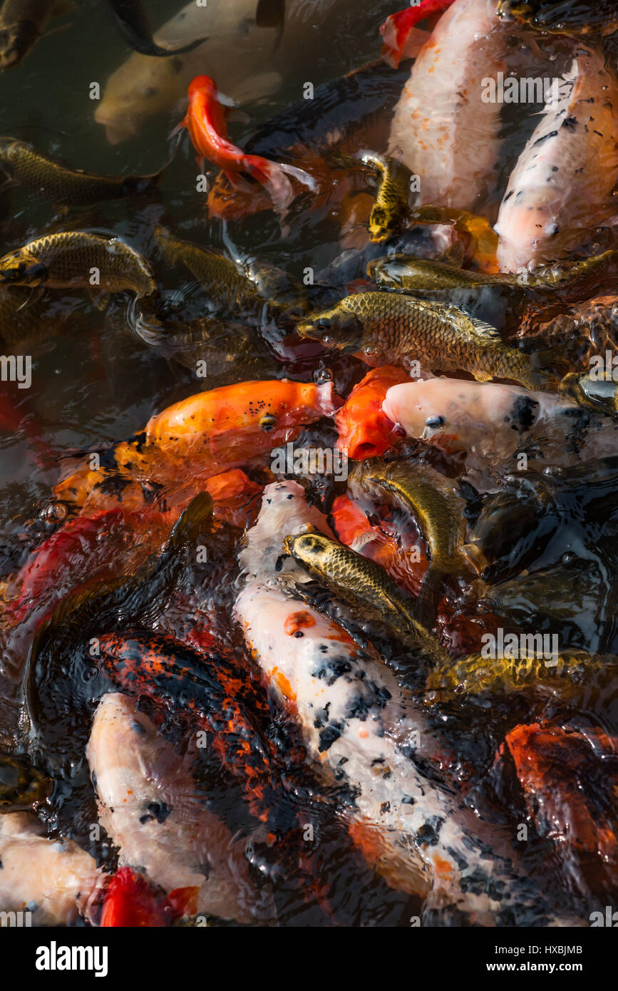 Große fische essen kleine fische -Fotos und -Bildmaterial in hoher ...