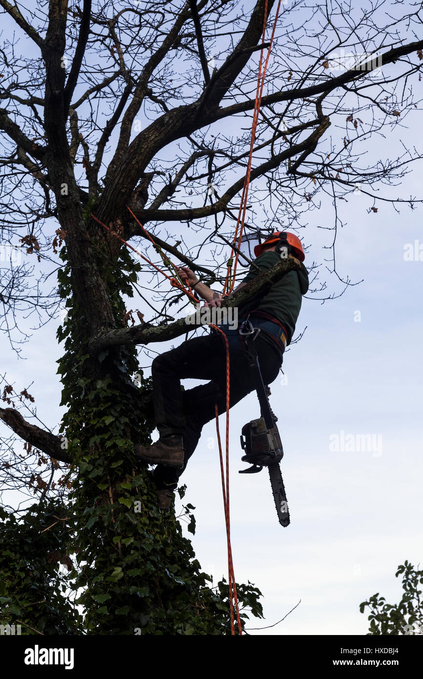 Baumpfleger der Holzfäller Baum mit Husqvarna Kettensäge, Wald ...