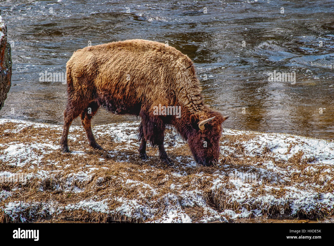 Bison yellowstone winter essen -Fotos und -Bildmaterial in hoher ...