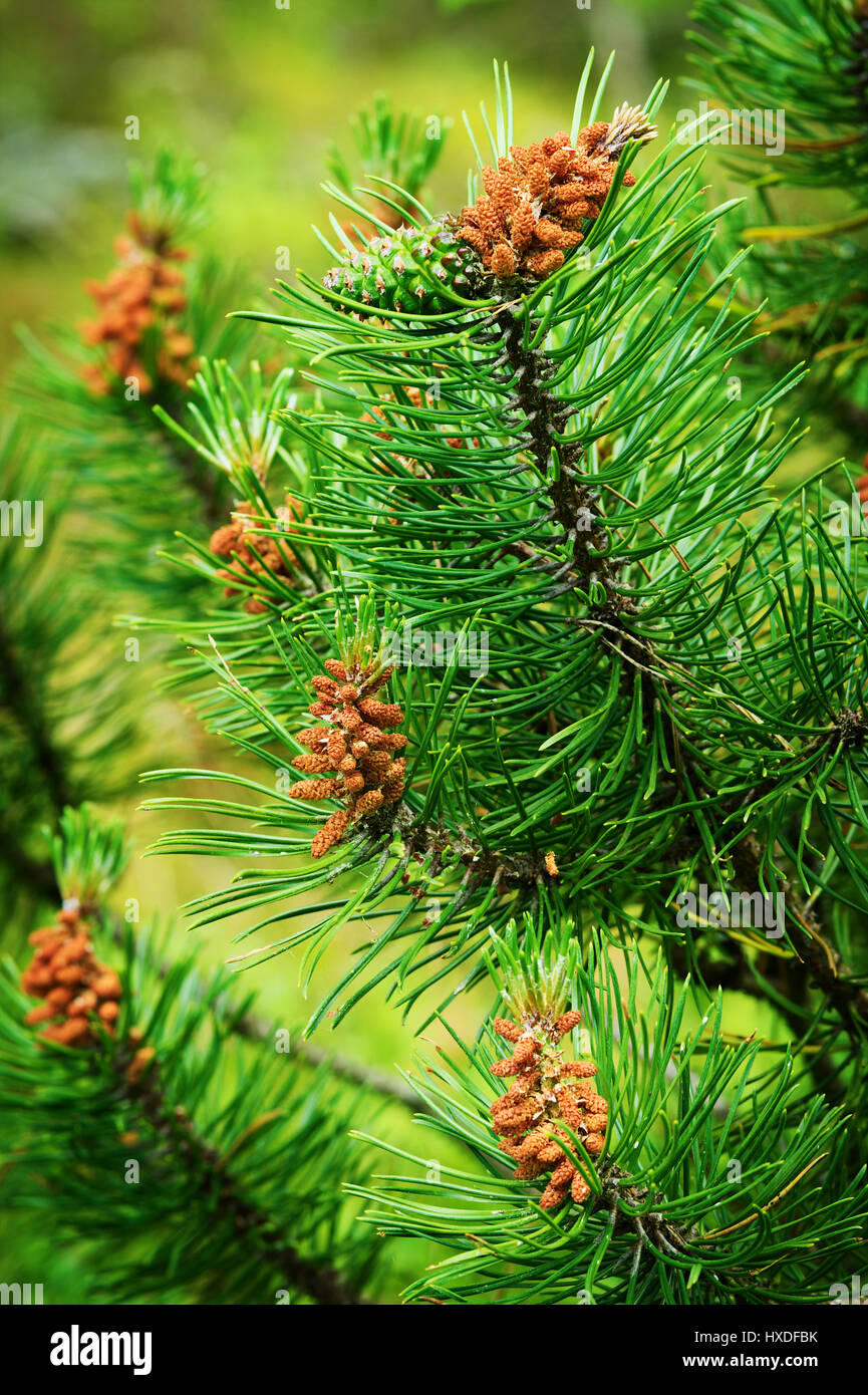 Nadelbaum Zapfen. Schotten oder Föhre Pinus Sylvestris männlichen ...