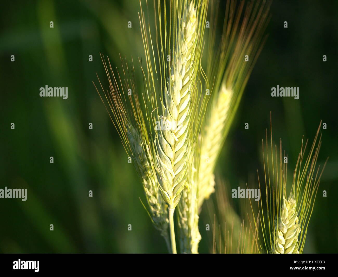 Crop plants -Fotos und -Bildmaterial in hoher Auflösung – Alamy