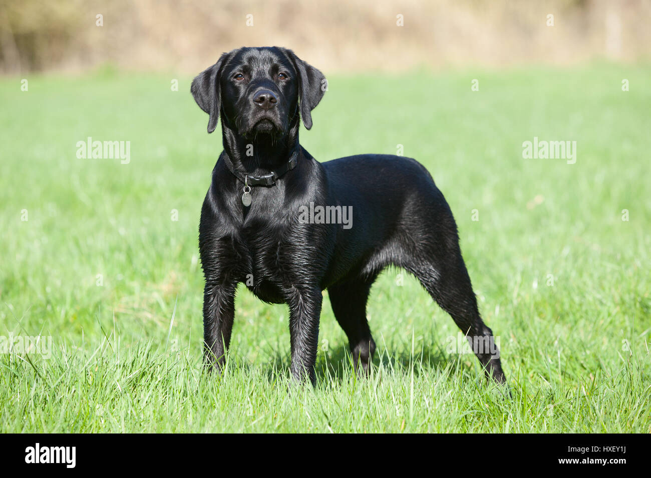 6 Monate alten schwarzen Labrador Retriever Gebrauchshund draußen ...