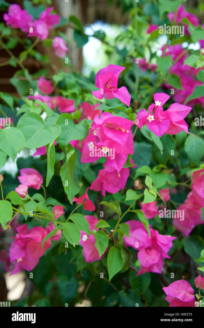 Sansibar flora und fauna -Fotos und -Bildmaterial in hoher Auflösung ...