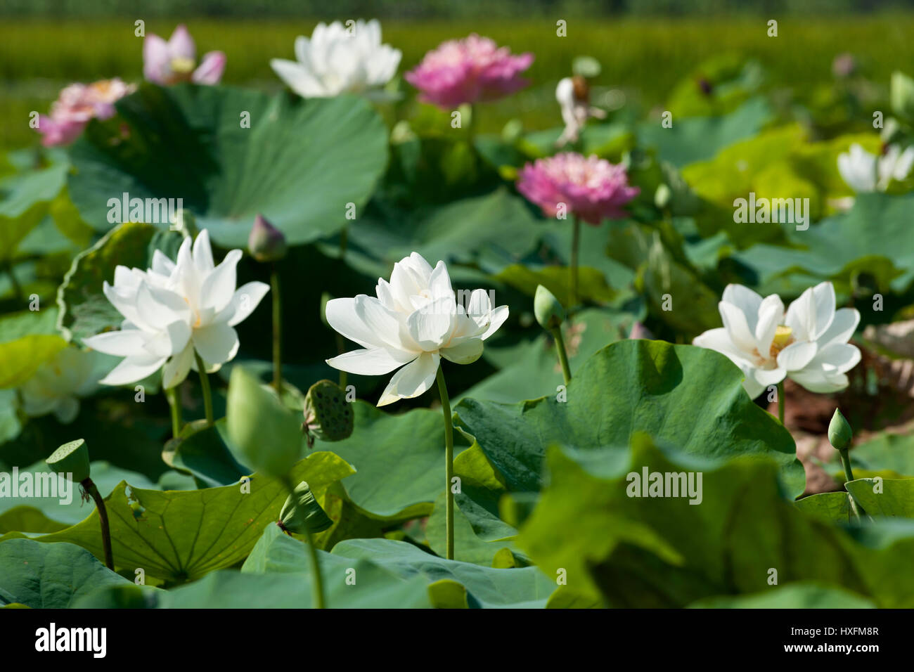 White lotus -Fotos und -Bildmaterial in hoher Auflösung - Seite 3 - Alamy