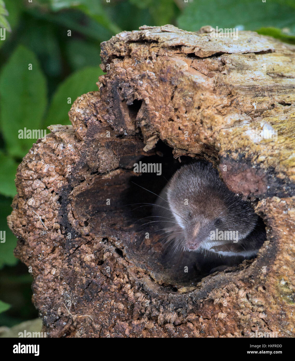 Gewöhnliche Spitzmaus Ist Ein Säugetier Stockfotos und -bilder Kaufen ...