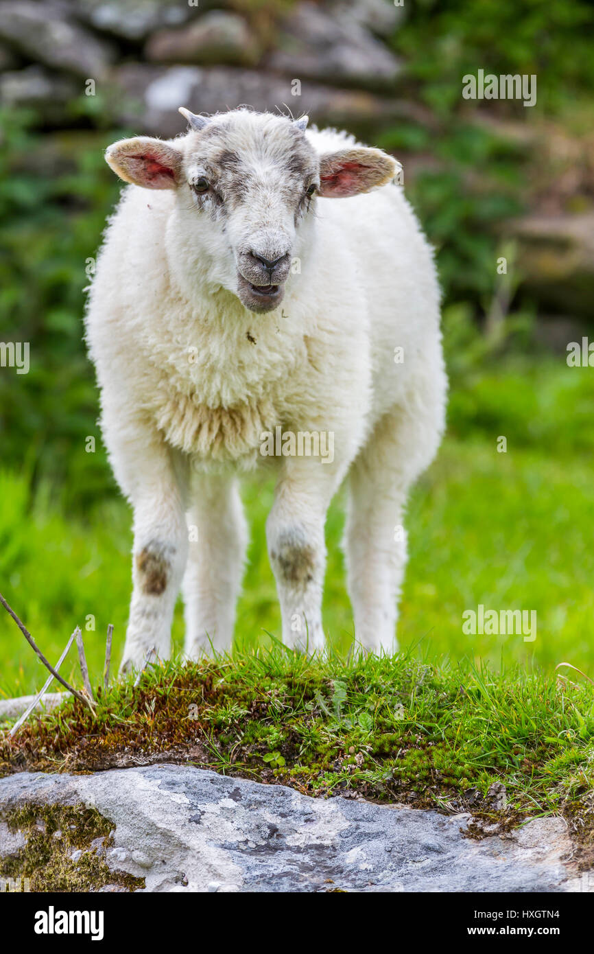 Lamm bekam -Fotos und -Bildmaterial in hoher Auflösung – Alamy
