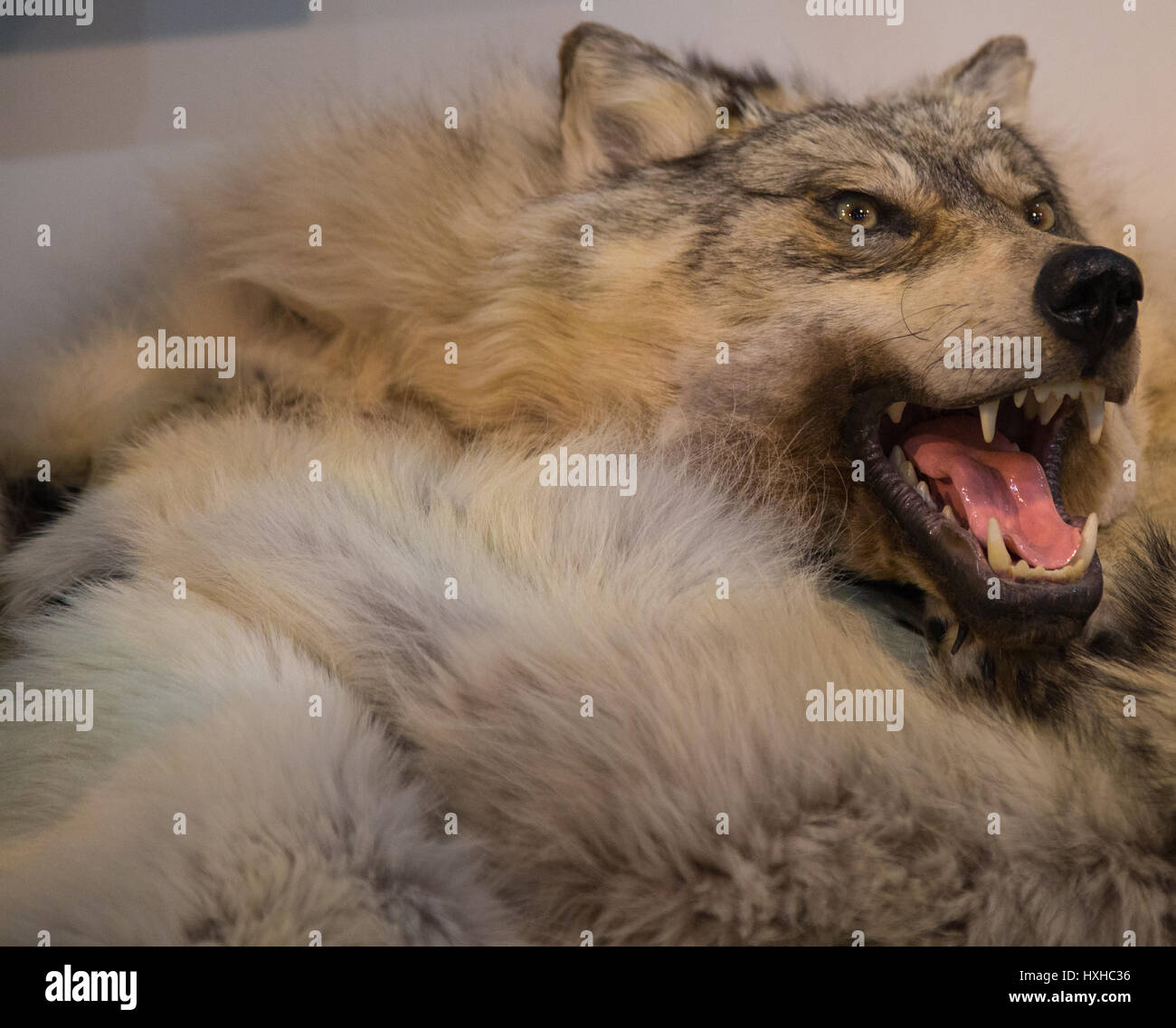 Wolfsprofil Mit Offenem Mund
