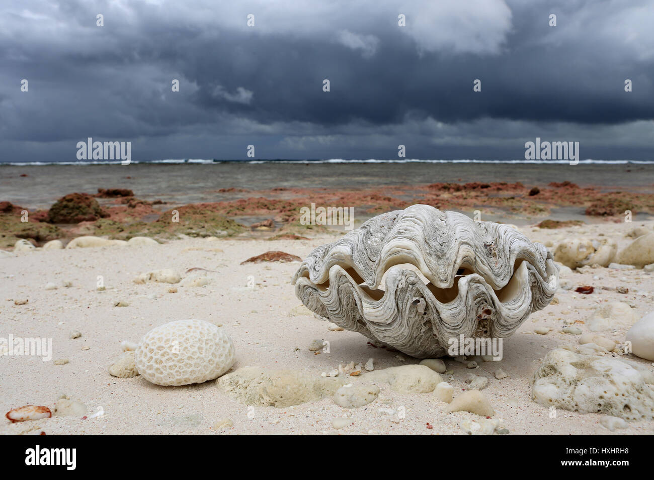 Tridacna muschel -Fotos und -Bildmaterial in hoher Auflösung – Alamy