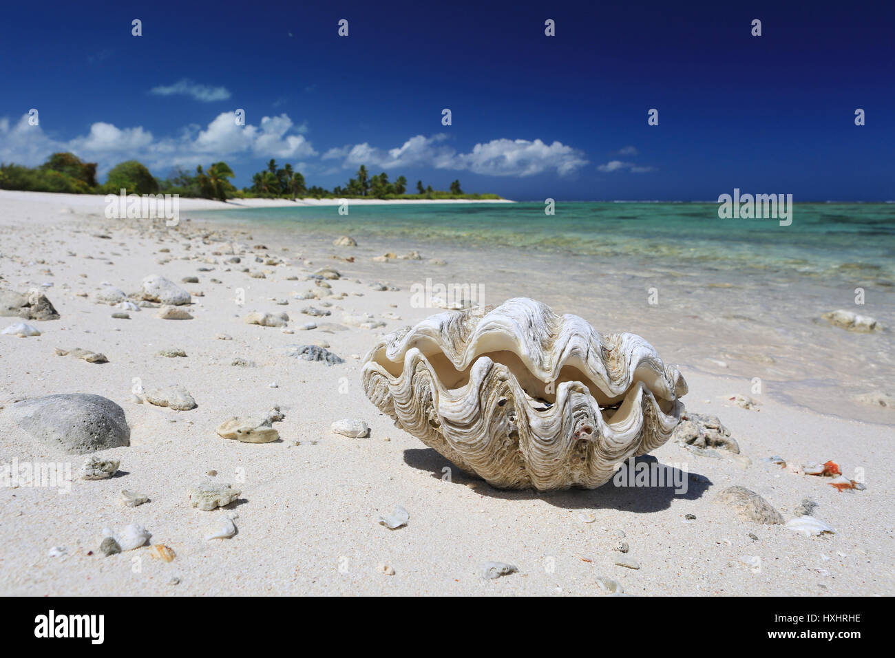 Riesenmuschel muschel am strand -Fotos und -Bildmaterial in hoher ...
