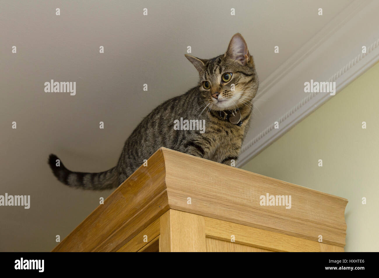 Kletternde katze -Fotos und -Bildmaterial in hoher Auflösung – Alamy